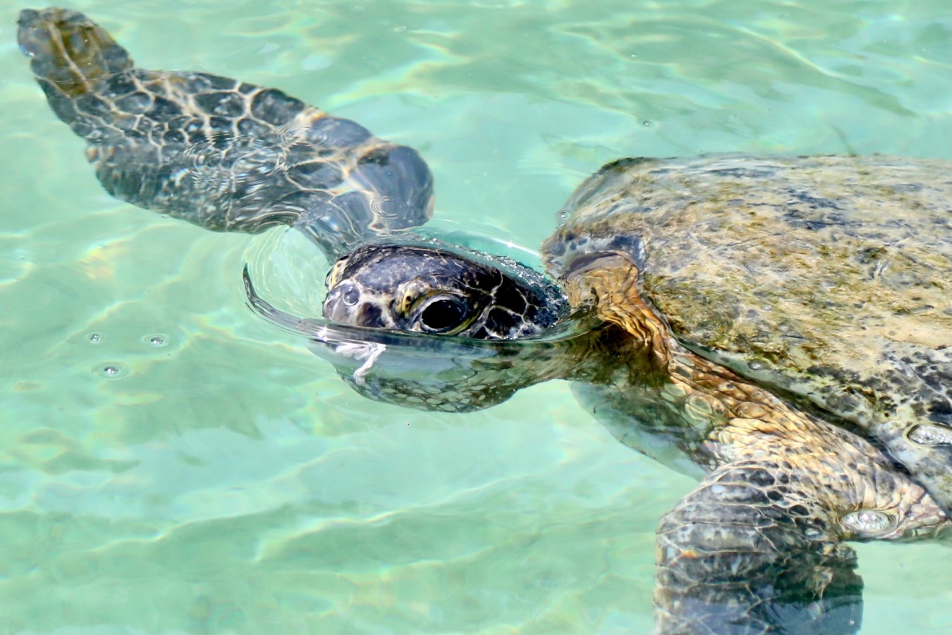 Jumeirah Al Naseem Introduces New Turtle-Inspired Stay Experience To ...